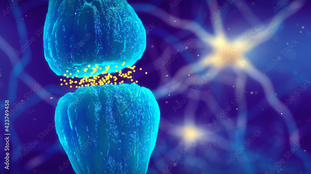 Synaptic transmission - one nerve cell (neuron) communicating with ...