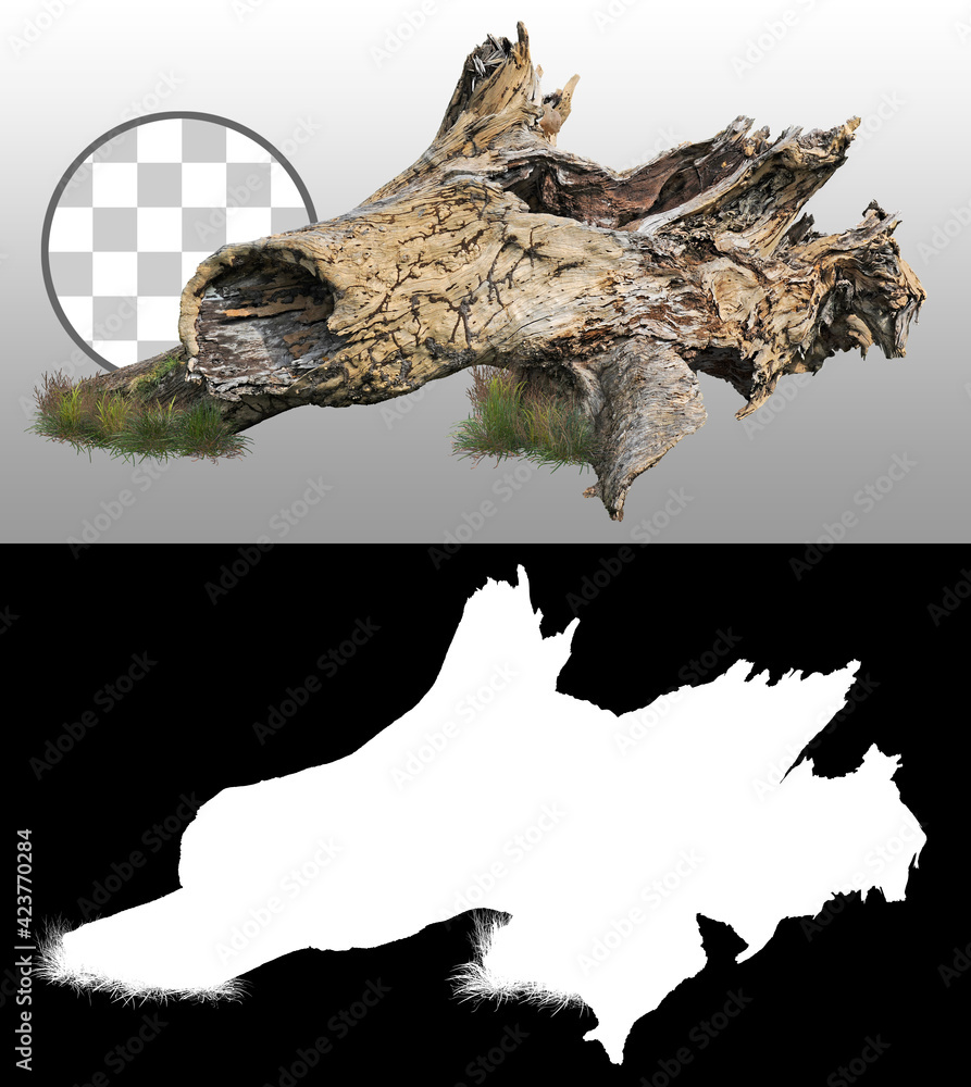 Cut out tree stump. Old tree stub isolated on transparent background via an alpha channel. Dead ...