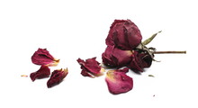 Withering Rose Free Stock Photo - Public Domain Pictures