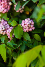 Pink Berrie Bush Free Stock Photo - Public Domain Pictures