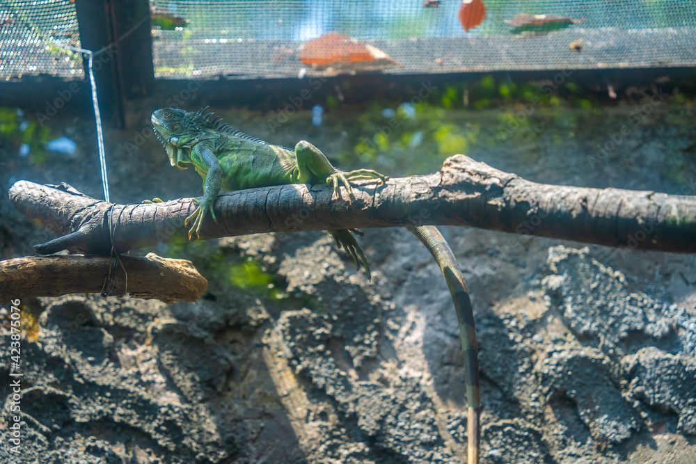 Green iguana. Iguana - also known as Common iguana or American iguana ...