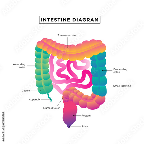 digestive system, colon and small intestine. Medical Education Chart of ...