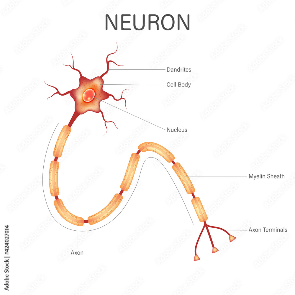 Neuron anatomy diagram isolated on white background. vector ...