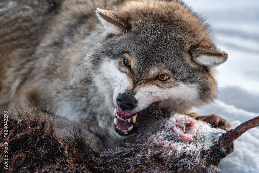 angry grey wolf