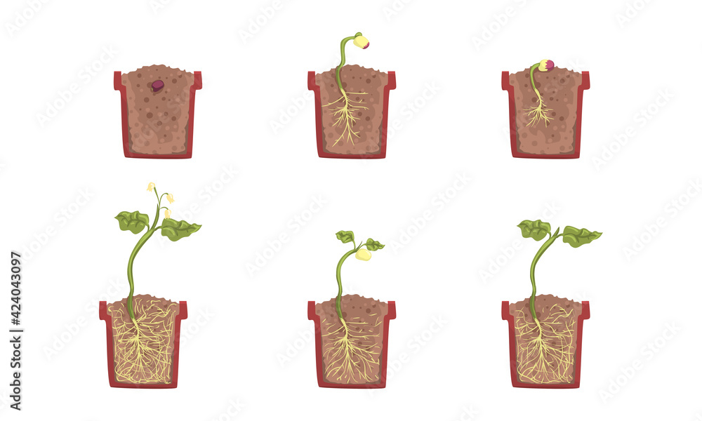 Plant in Pot Growth Stages Set, Development of Houseplant from Seed ...