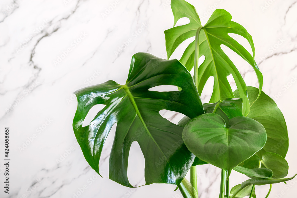 Monstera deliciosa close up. Beautiful tropical monstera deliciosa on ...