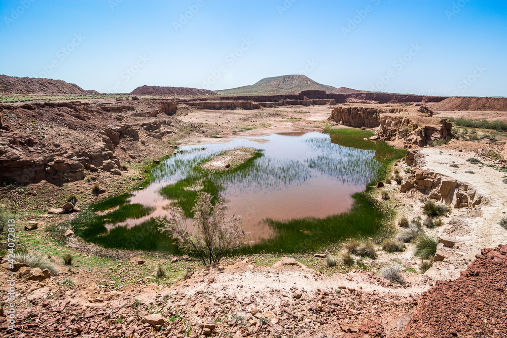 Small natural lakes in the desert full of green grass as a oasis for ...