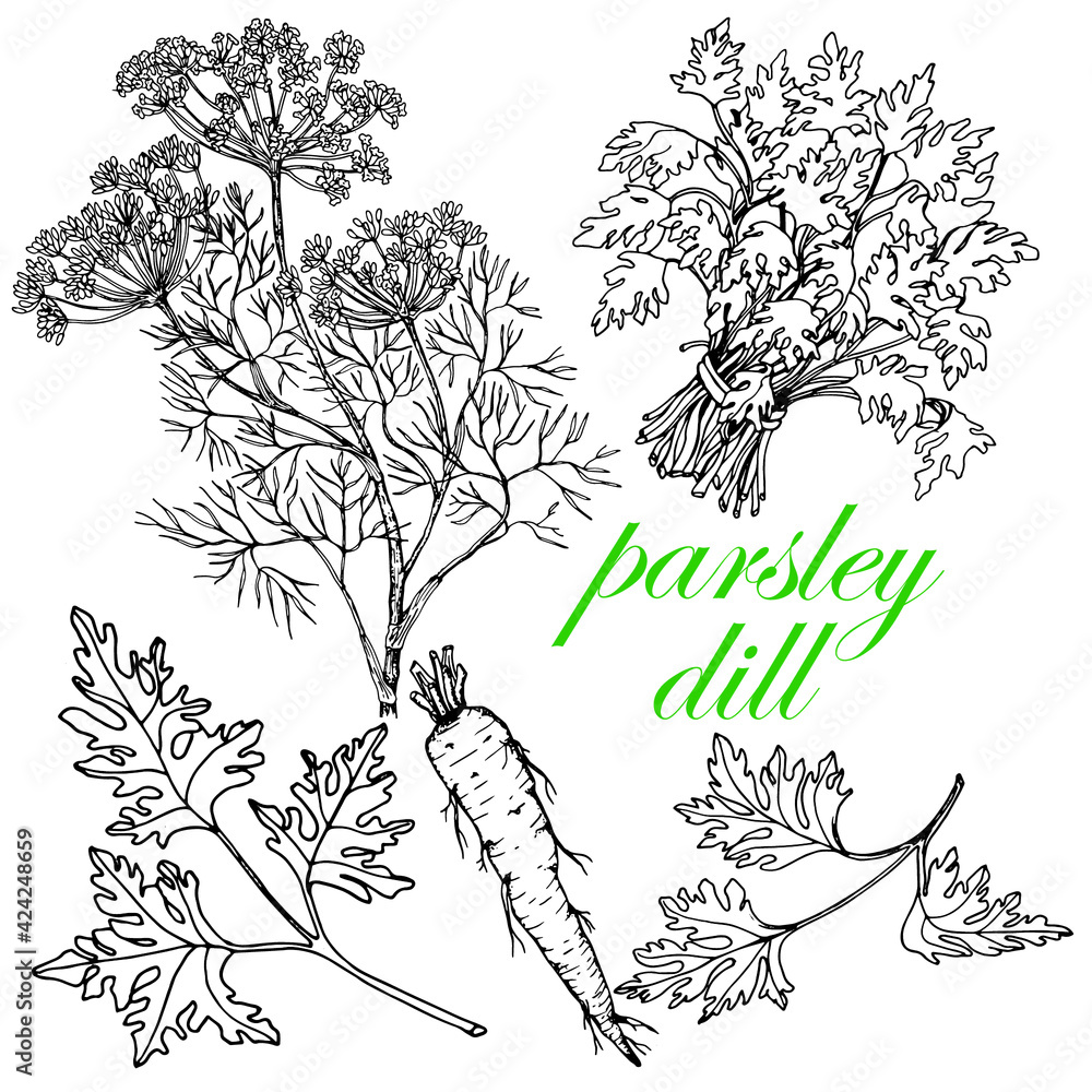 Vector de Stock Parsley. Dill.Set. Leaves, bunch and root. Stock black ...