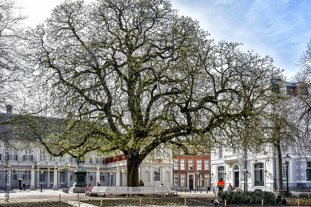 Noordeinde. A beautiful monumental tree with a white bench around it ...
