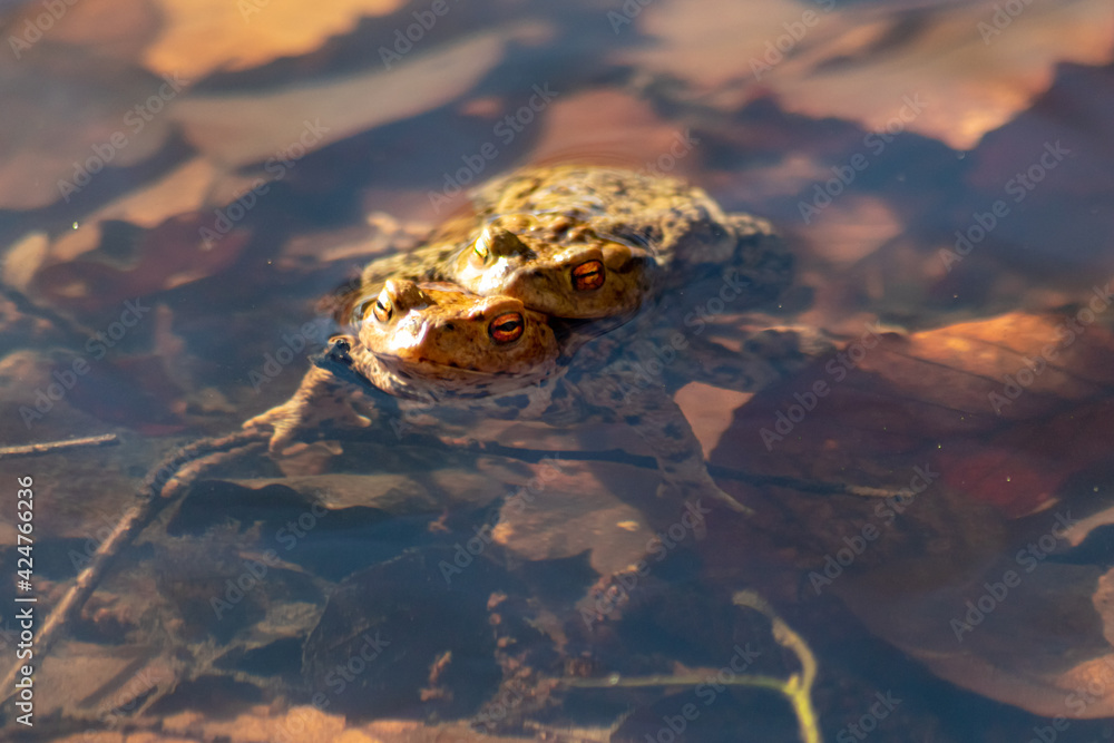 Stock-Foto „Pair of frogs as mating frog couple in macro close-up view ...