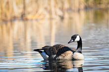 Canada Geese Goose Waterfowl Lake Free Stock Photo - Public Domain Pictures