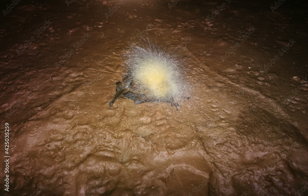 Cave inhabitants. Bat died and on her corpse grew big silvery mold ...