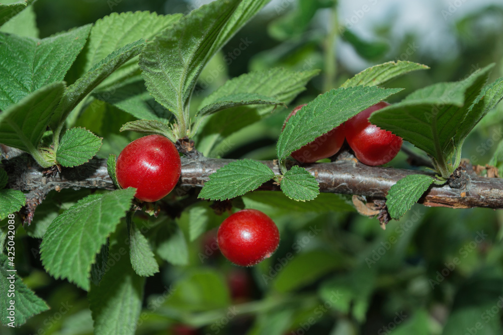 Fruit garden. Felt or Chinese cherry (Latin: Prunus tomentosa) on a ...