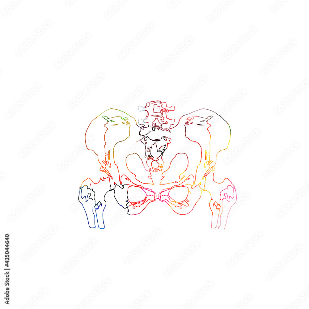 Anatomical human pelvis poster. Healthcare, medical checkup and ...