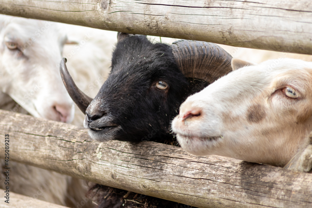 Cute sheep looking very tired with strong horns in closeup view as head ...