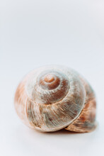Clam Shell Vertical Wallpaper Free Stock Photo - Public Domain Pictures