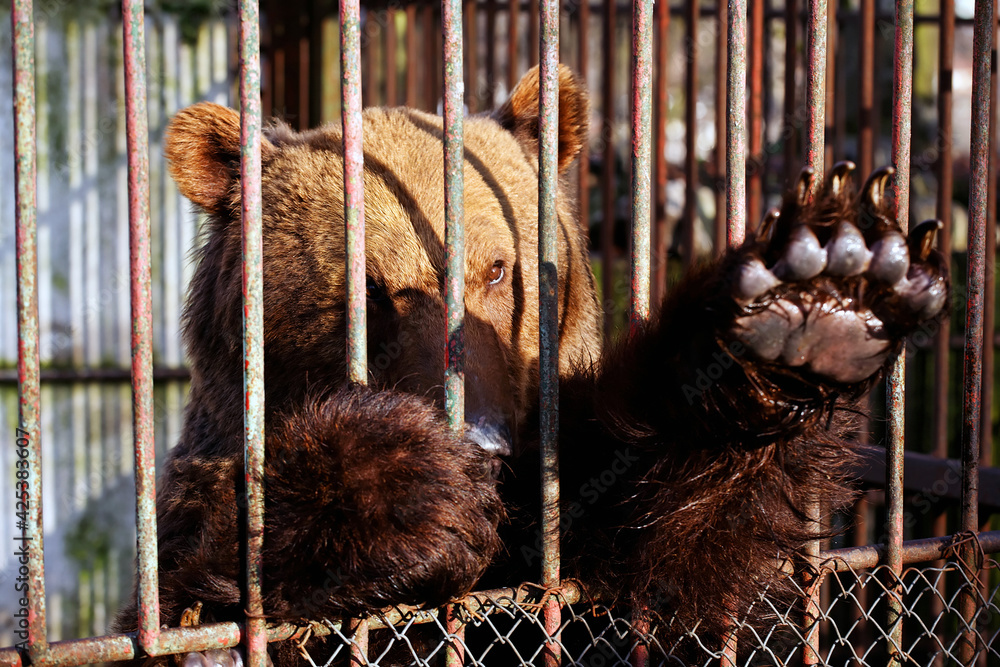 Brown bear behind bars in zoo cage. Big upset brown bear in capture of ...