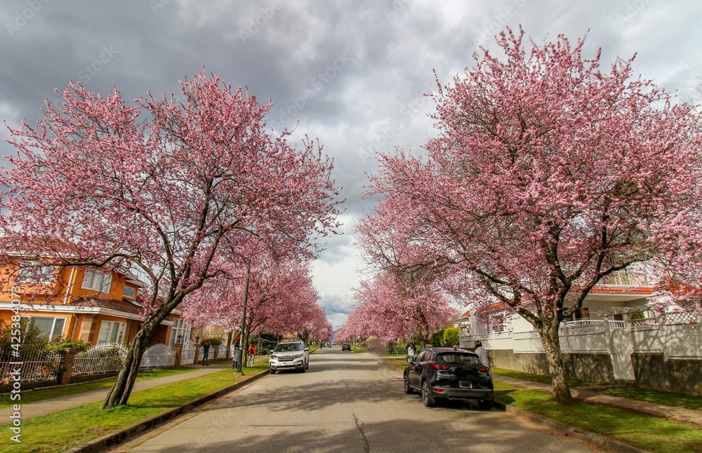 Cherry blossom - sakura tree street in Vancouver, BC. The view on the ...