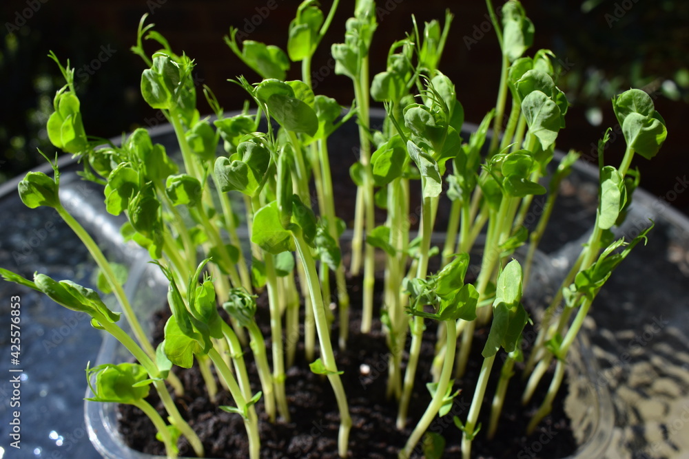 Foto Growing pea shoots serge in deep recycled plastic grape punnet for healthy salad They are a ...