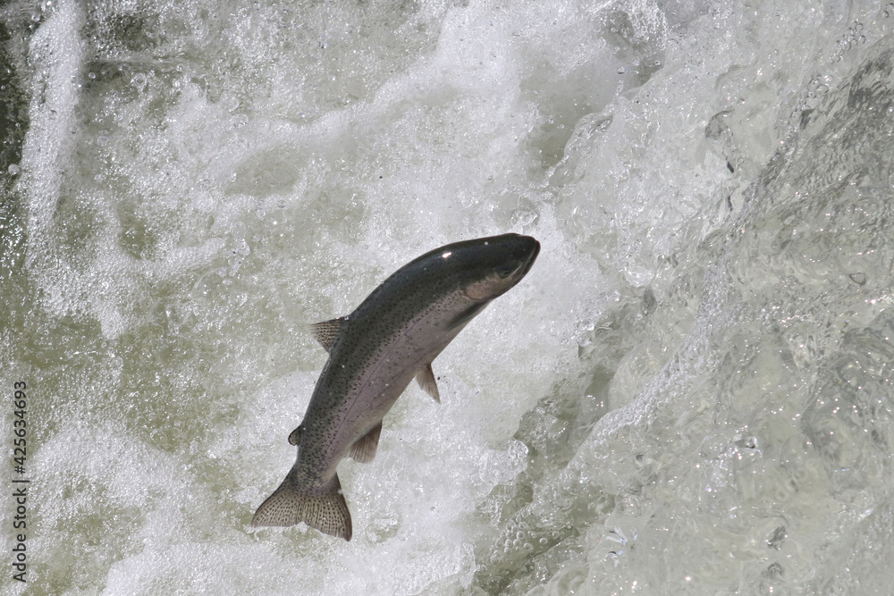 Rainbow Trout (Steelhead) fish jumping up man made fish ladder during ...