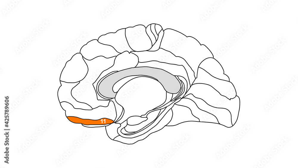 Brain Brodmann area map isolated region of the cerebral cortex with ...