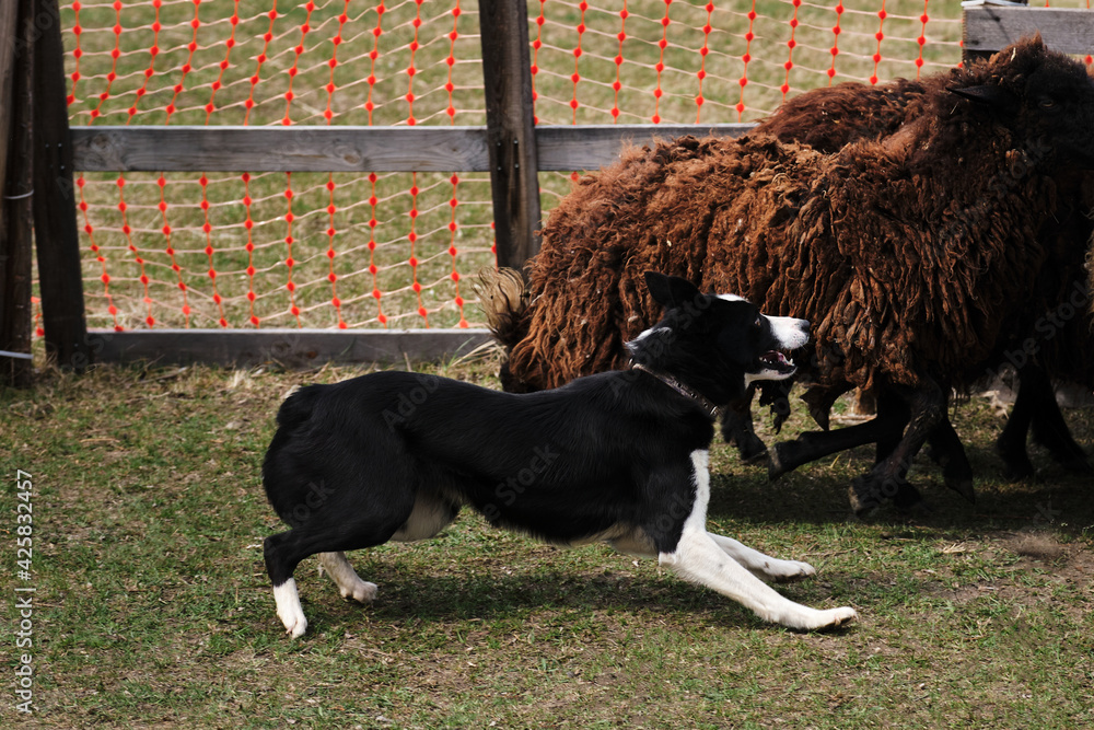 The smartest breed in the world. Black and white smooth haired border ...