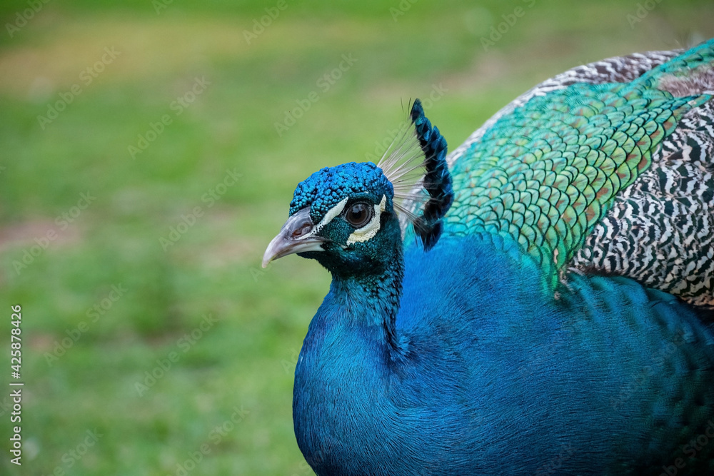 pavo real con plumas y cola grande de colores en la naturaleza Stock ...