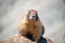 Marmot Free Stock Photo - Public Domain Pictures