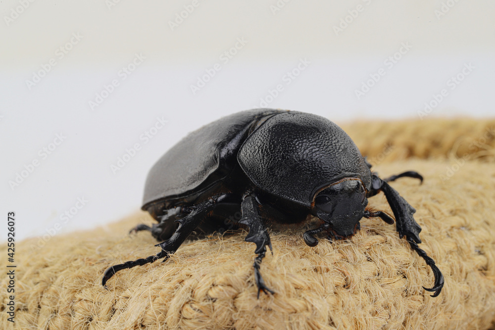 Anoplotrupes stercorosus dor beetle, is a species of earth-boring dung ...