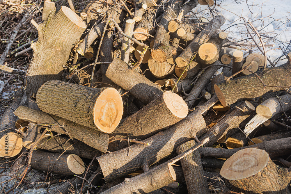 Sawed tree trunks. The felled trees were sawn into stumps. Old trees ...