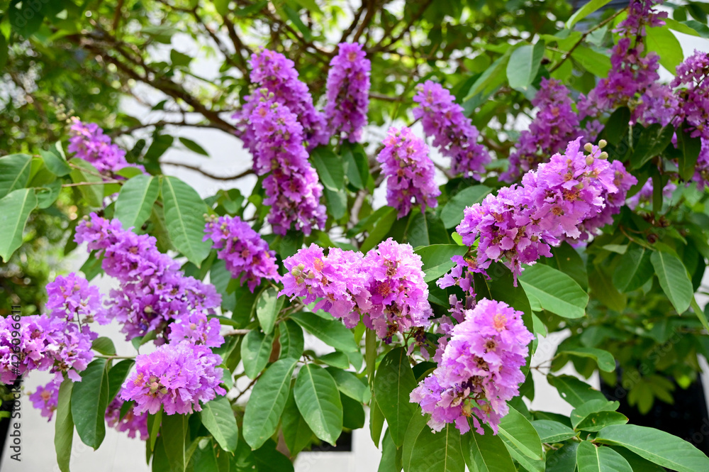 Queen's Flower, Queen's crape myrtle, Pride of India, Jarul, Pyinma or ...