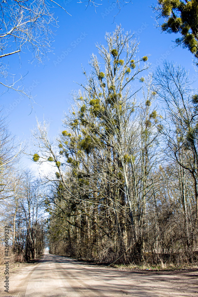 Mistletoe are semi-parasites-hemiparasites Stock Photo | Adobe Stock