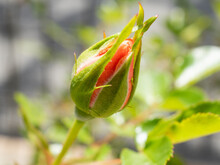 Rose Bud Free Stock Photo - Public Domain Pictures