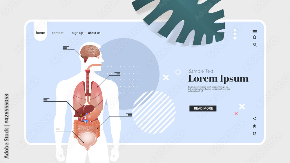 Стоковое векторное изображение «human body structure infographic poster ...