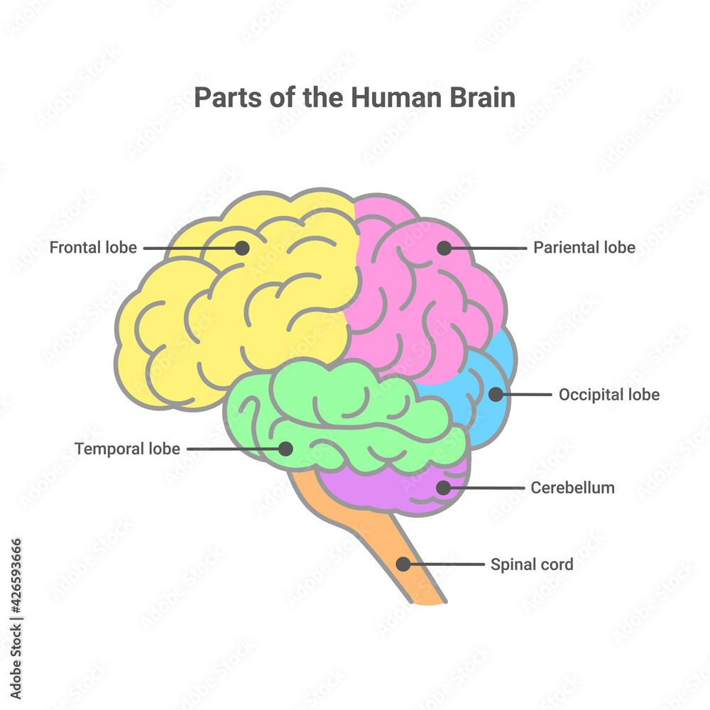 Parts of the human brain. Human brain anatomy diagram. Vector isolated ...