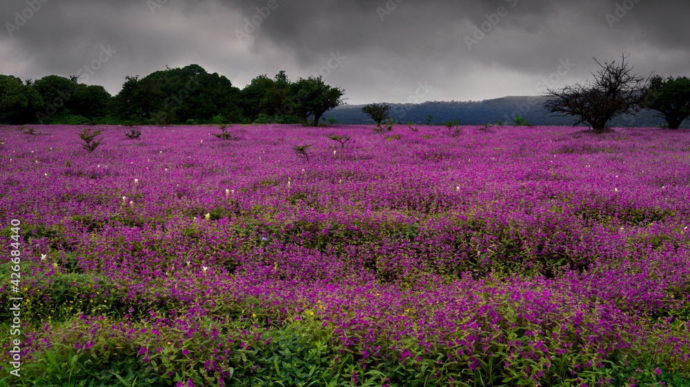 Beautiful view of Kas Plateau Reserved Forest, also known as the Kaas ...