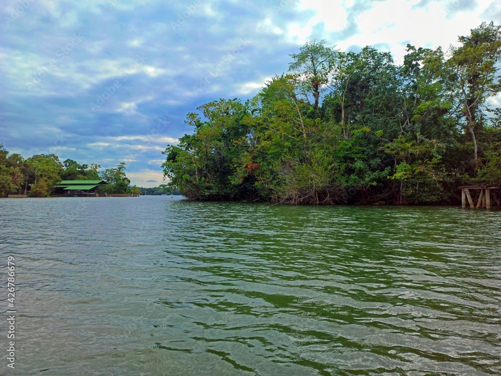 View of the shore of Rio Dulce with mangroves in Izabal, Guatemala ...