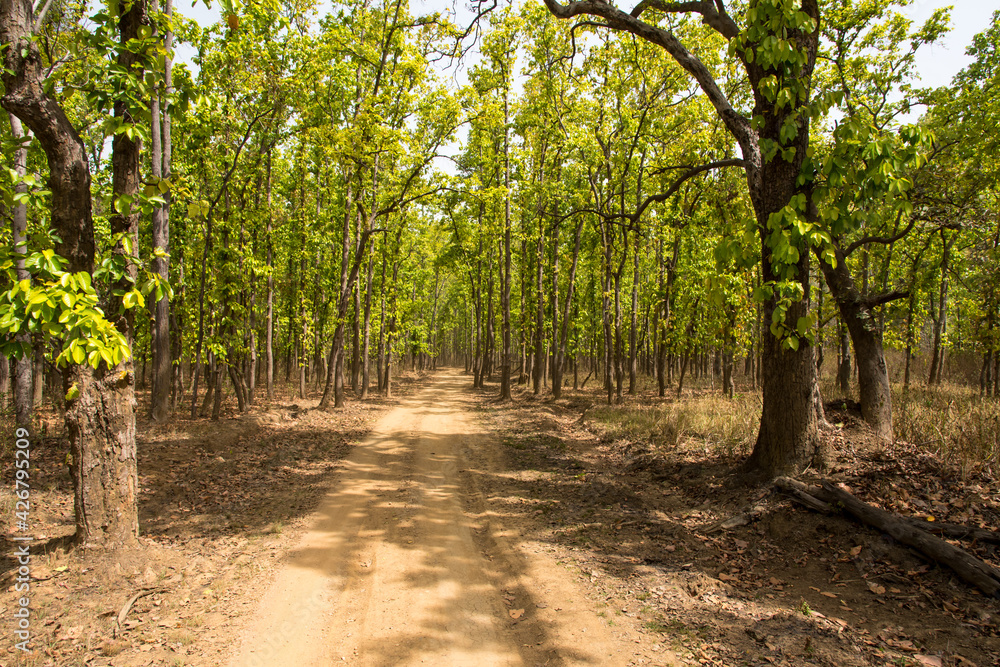 Path in the forest through a canopy of trees Stock Photo | Adobe Stock