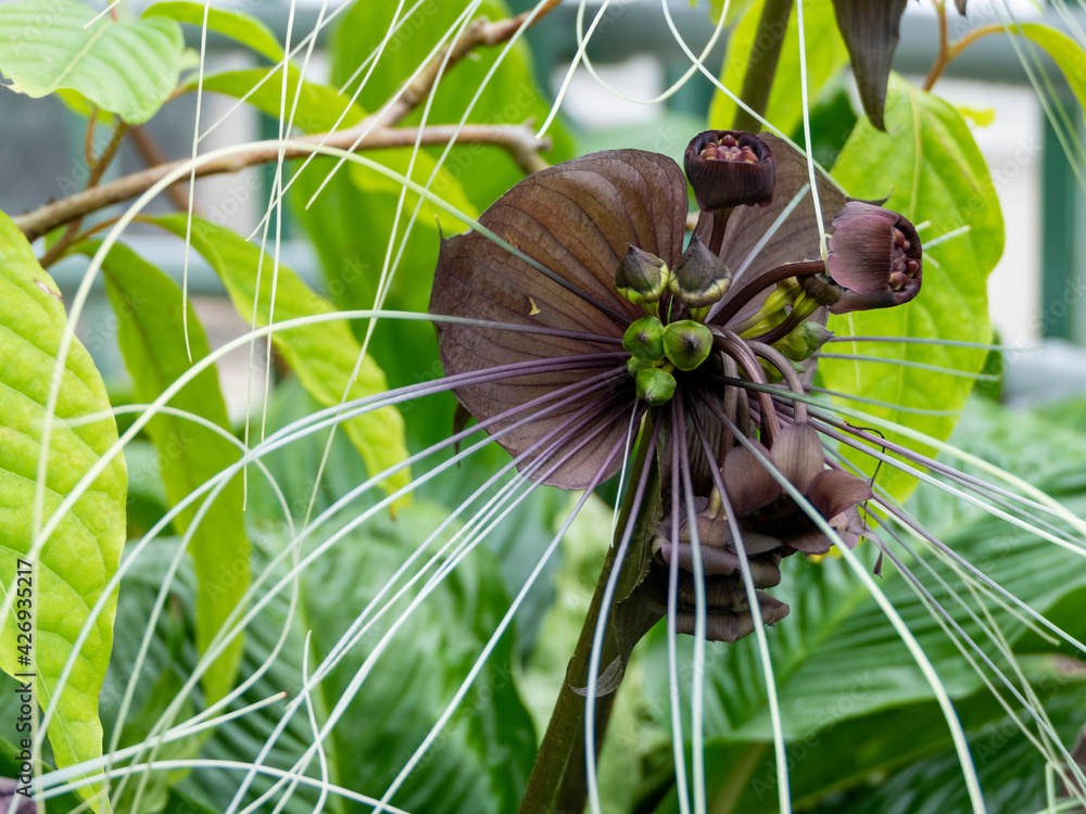 Tacca, Taccaceae also known as bat flower is with its shape and color ...