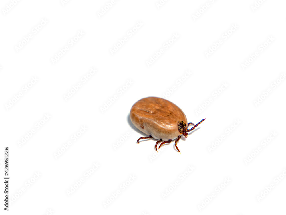 Photo Stock Insect bloodsucker mite on a white background. Tick beetle ...