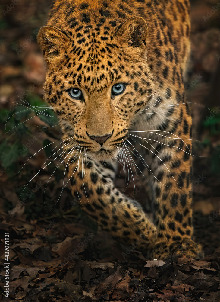 North-Chinese leopard (Panthera pardus japonensis) running on the path ...