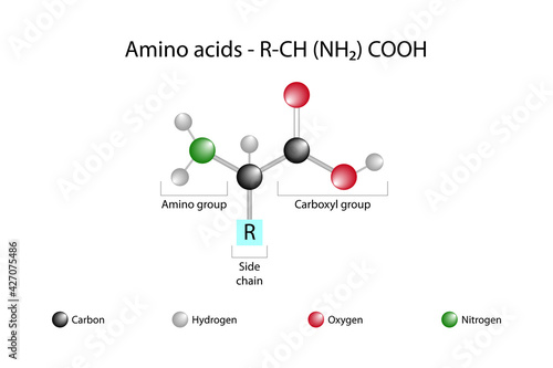 General molecular formula and chemical structure of amino acids. R ...