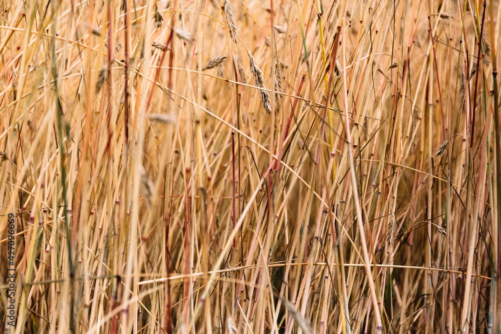August, harvest time. Ripe ears of wheat are photoshot closeup on a ...