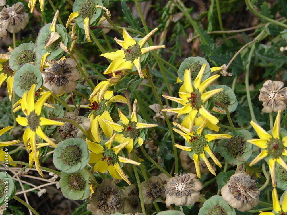 Chocolate flower, Berlandiera lyrata, chocolate daisy, native xeriscape ...