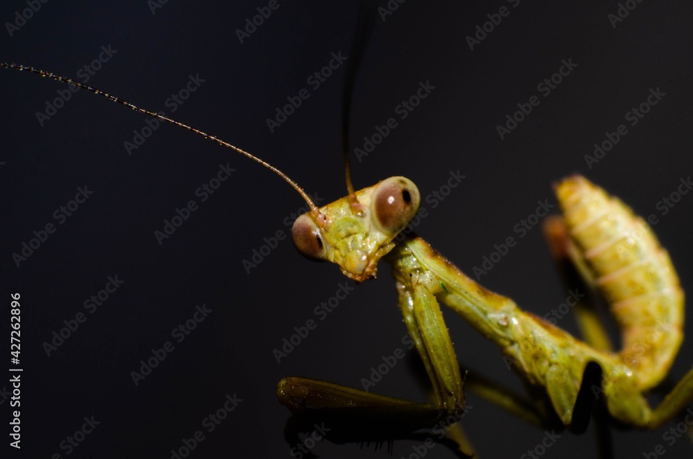 Praying Mantis (Mantodea) close up posing like a model looking ...
