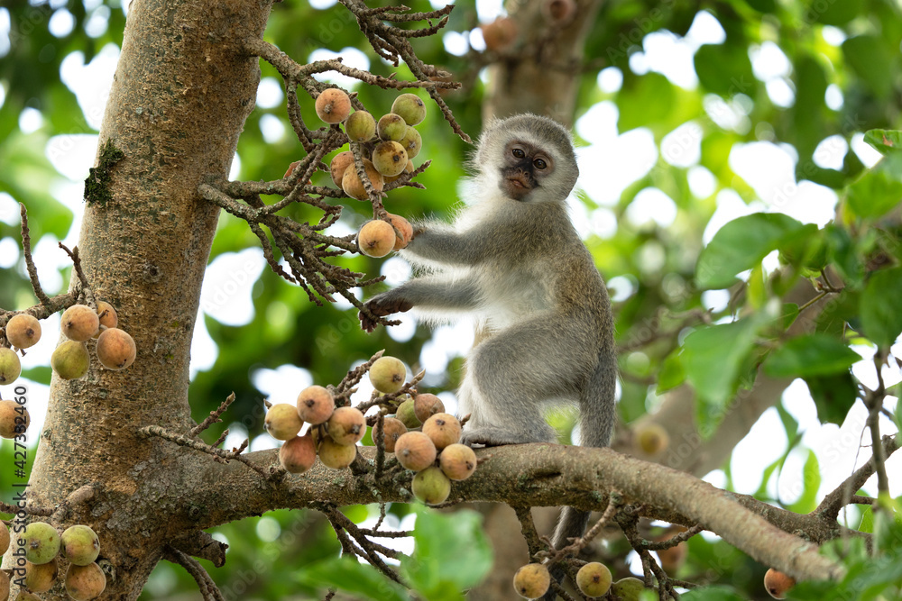 Vervet in the Hluhluwe Imfolozi Game Reserve. Group of monkeys eating ...