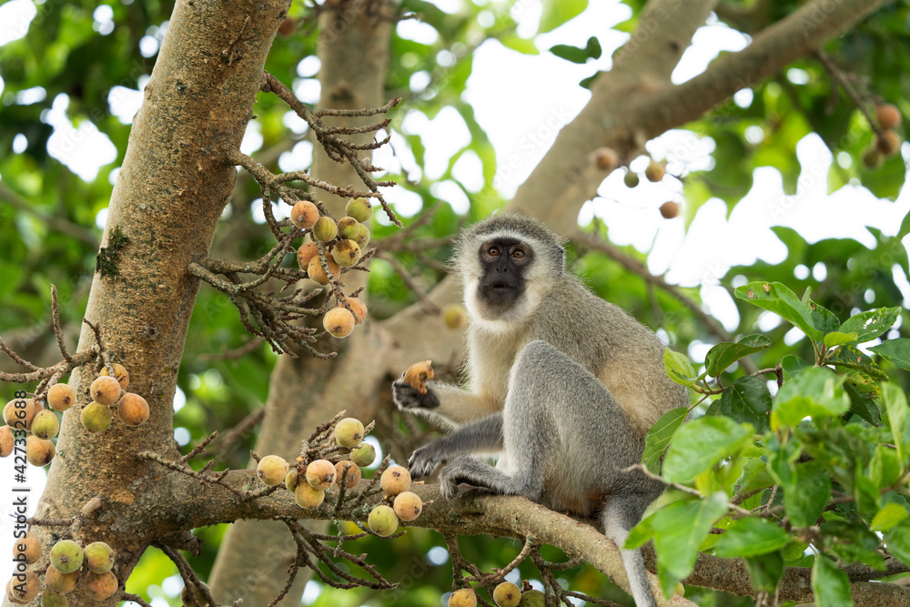 Vervet in the Hluhluwe Imfolozi Game Reserve. Group of monkeys eating ...