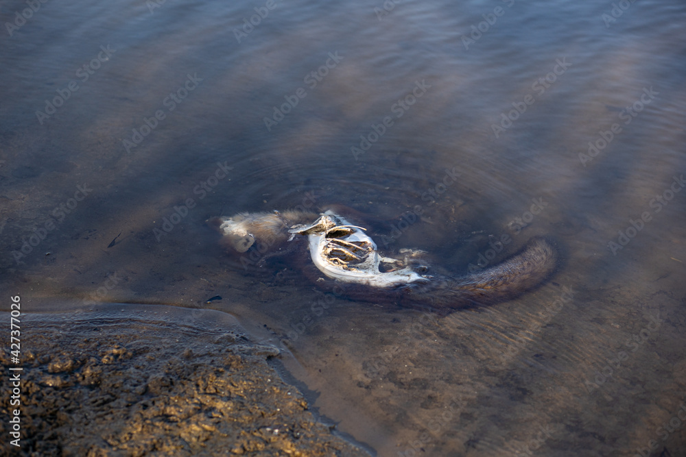 Dead wet body of fluffy animal laying on muddy bottom of river ...
