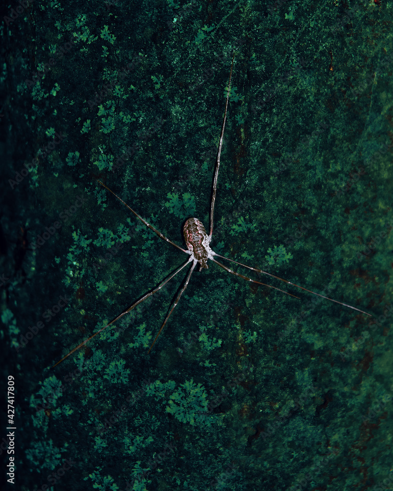 Spider on a textured surface. Spider insect, fart-shaped 6 legs ...