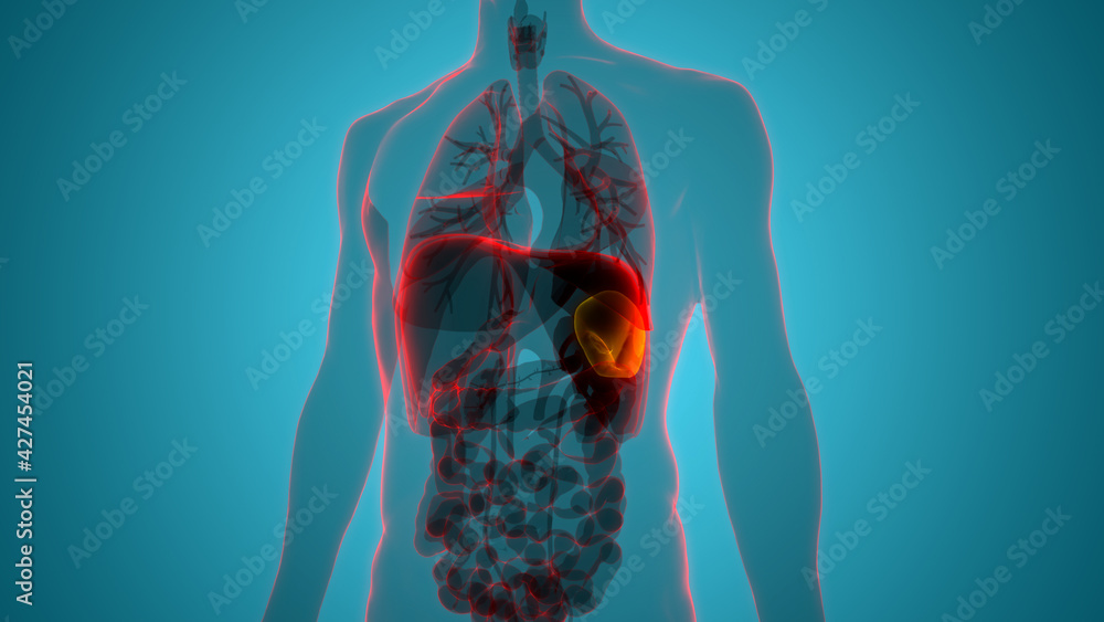 Human Internal Organ Spleen Anatomy Stock Illustration | Adobe Stock